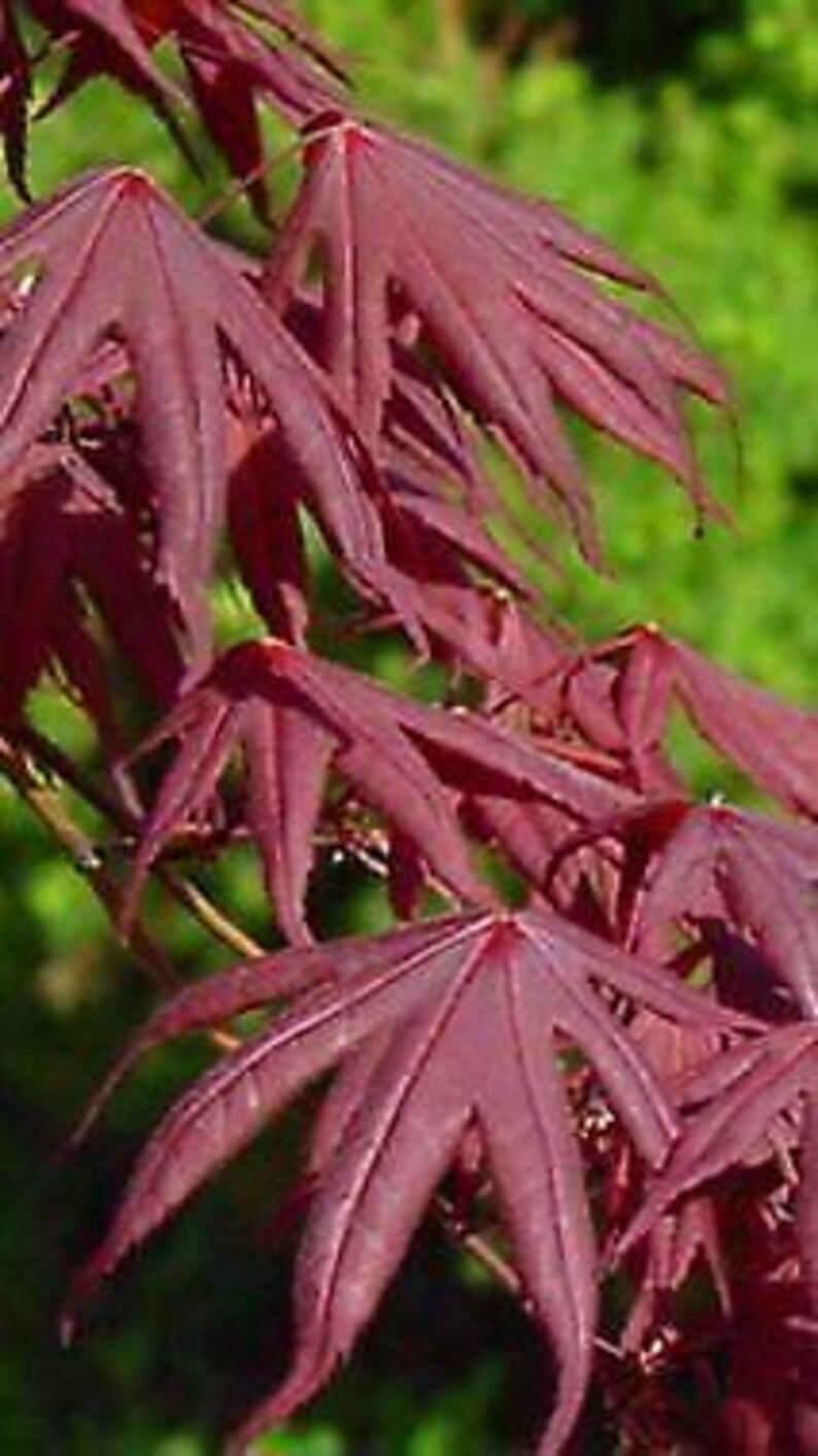 BLOODGOOD Japanese Maple Acer Palmatum 'bloodgood' Beautiful Maroon RED ...