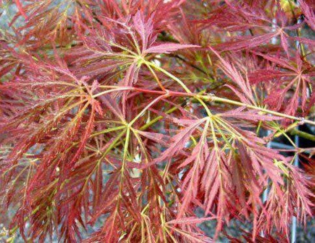 Pink Lace Japanese Maple - Fine Light Pink Spring Leaves 2 Year Plant ...