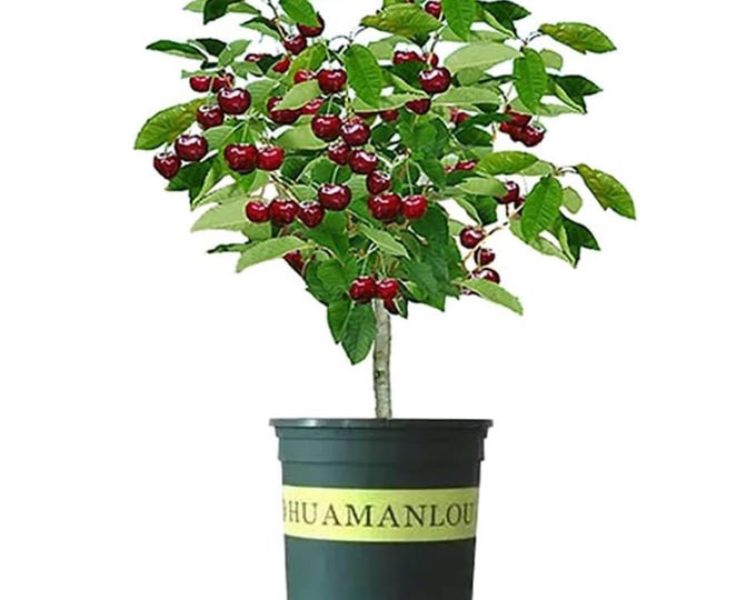 Black Cherry Fruit Tree Live Plant 2 Pack, 15-24 Inch Tall -prunus ...
