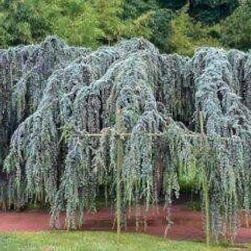 Weeping Cedar - Etsy