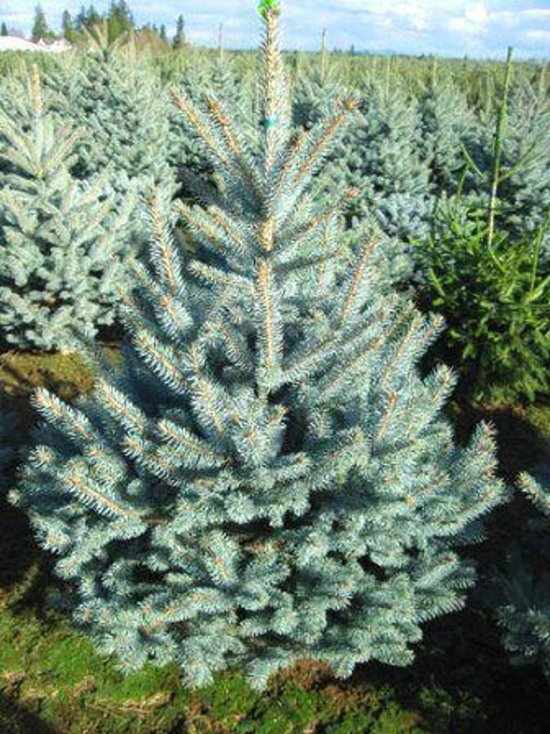Fat Albert Colorado Blue Spruce Dwarf 2 - Year Graft - Etsy