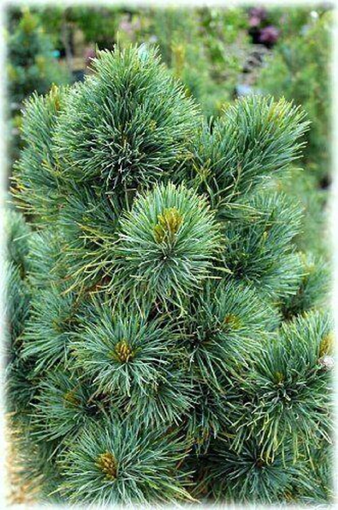 Blue Mound Dwarf Swiss Stone Pine 2 Year Graft - Etsy