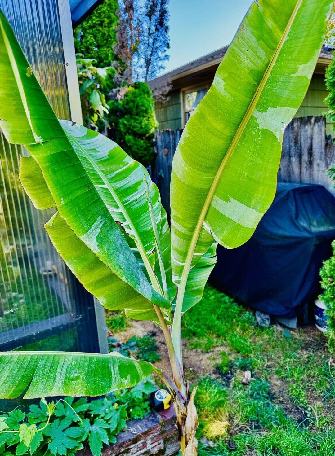 Banana Musa Florida ‘variegated’ 6 Feet Tall! Exact Plant in Photos ...