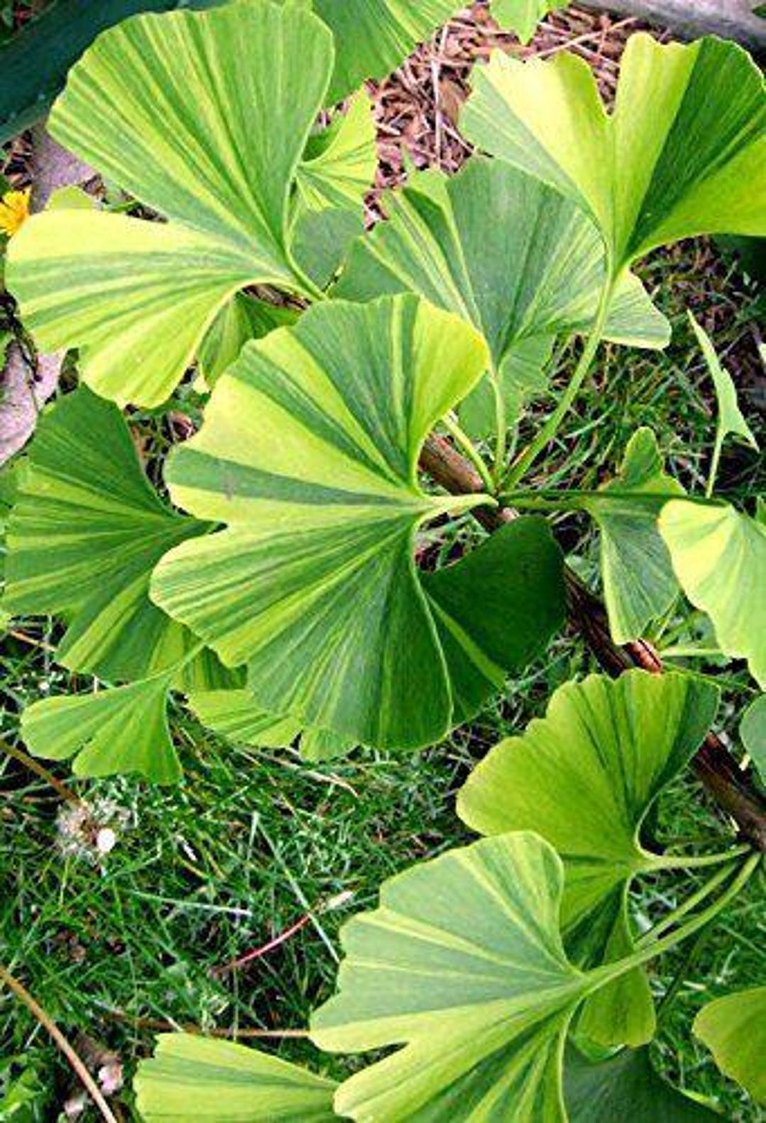 Dwarf Variegated Ginkgo Tree - Ginkgo Biloba ‘sunstream’ - 2 Year Plant ...