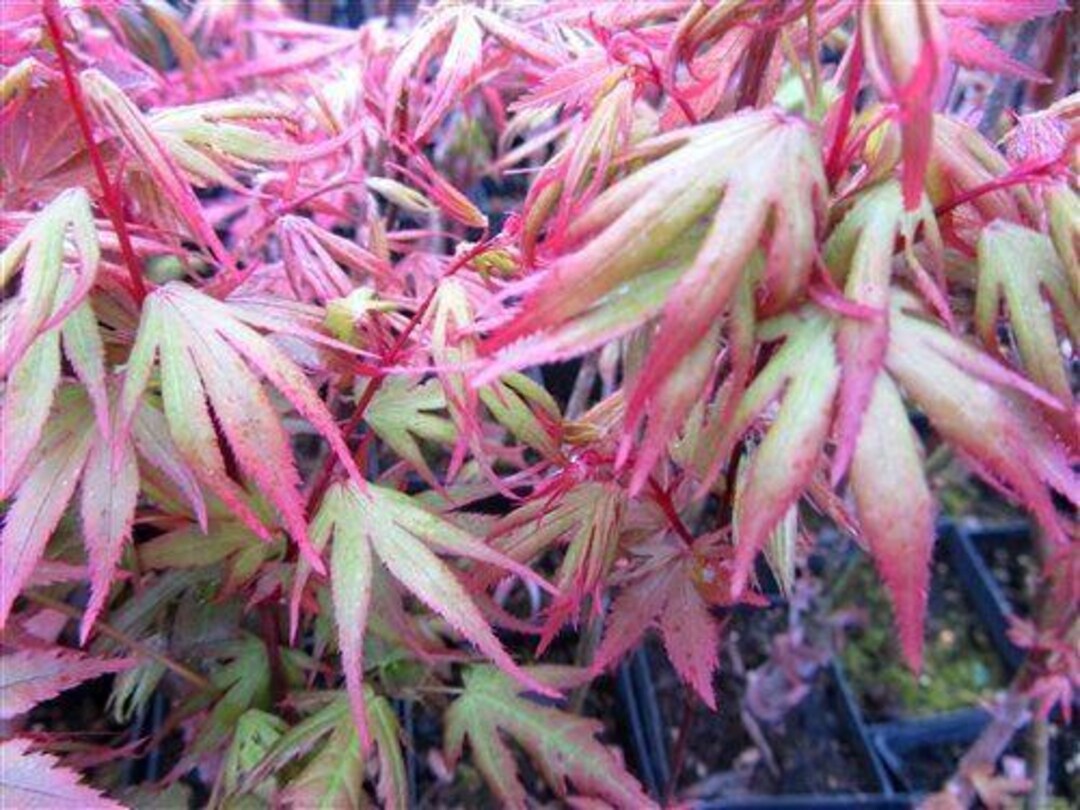 Kuro Hime Dwarf Japanese Maple 2 - Year Live Plant - Etsy
