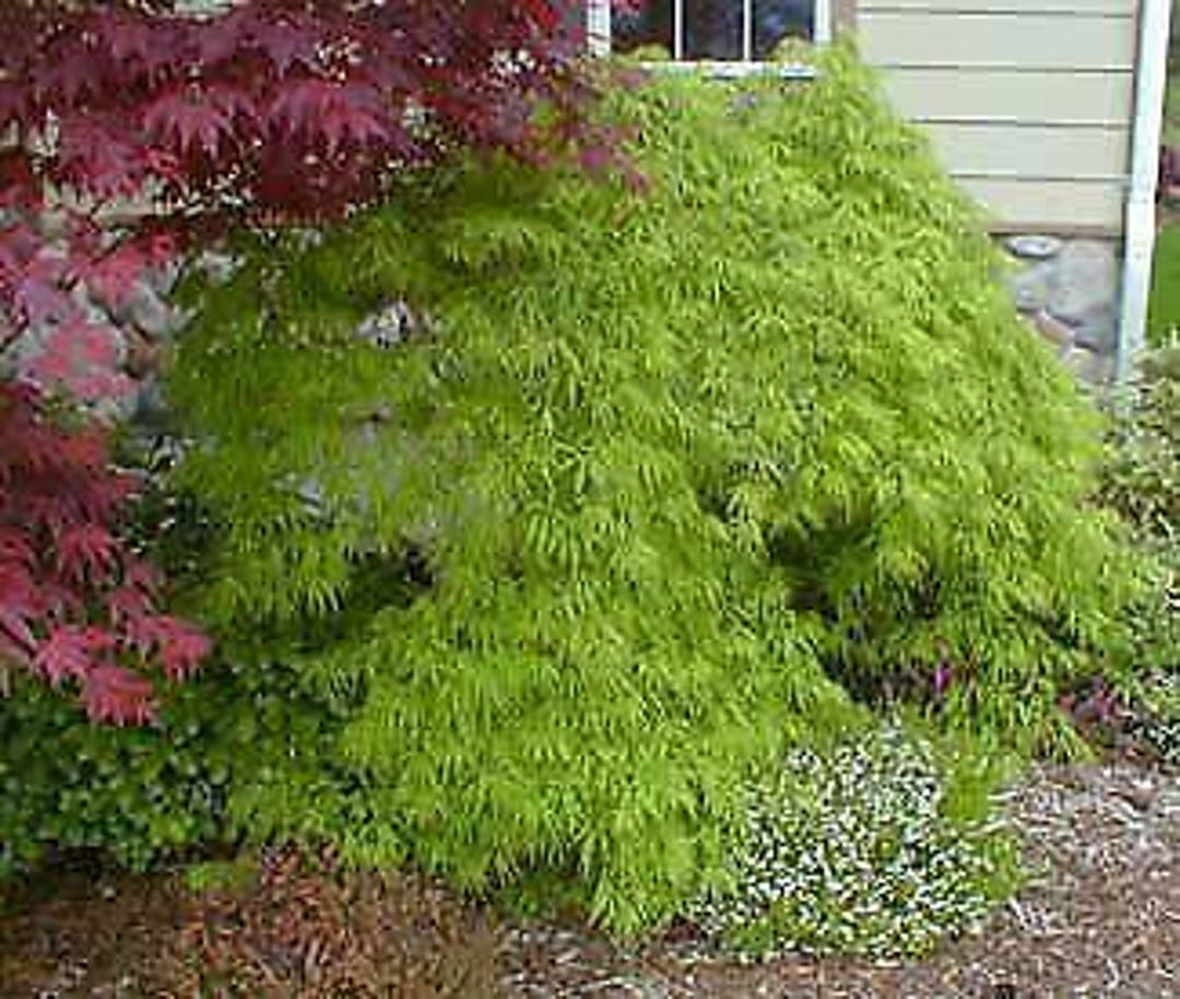 Weeping Green Laceleaf Japanese Maple Viridis - 2 Year Live Plant - Etsy