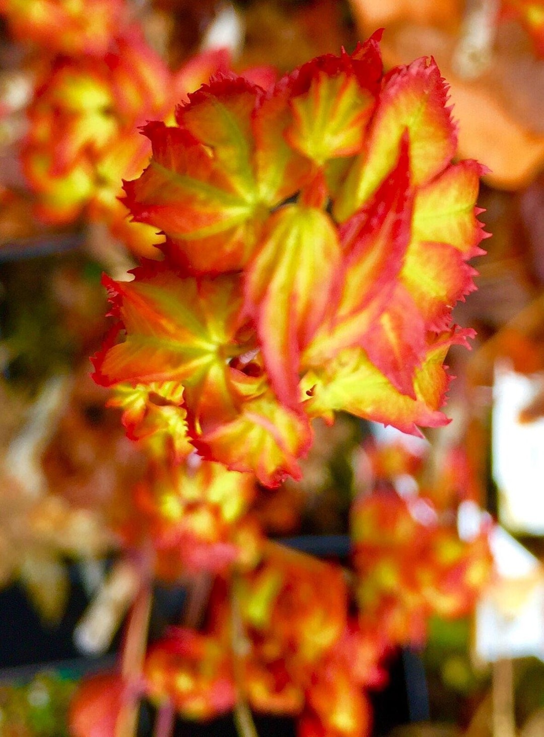 Tama Hime Dwarf Japanese Maple - Orange Leaf Tips in Spring 3 - Year ...