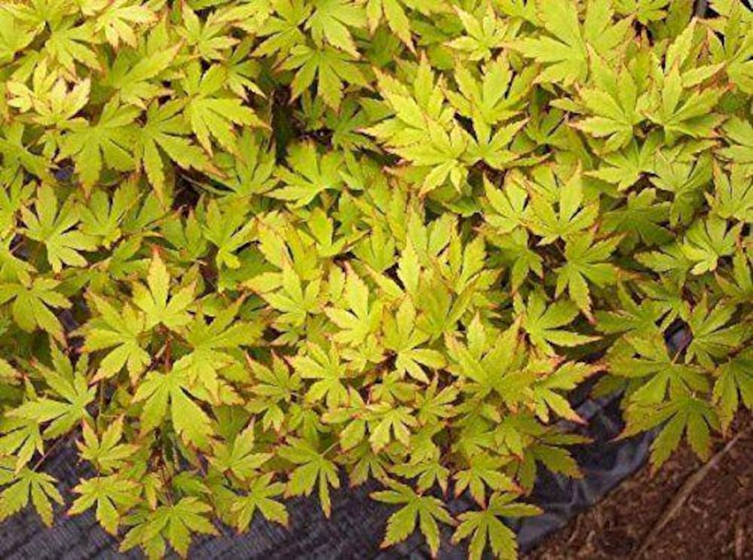 Berry Dwarf Japanese Maple - Only Reaches 2 Feet Tall - 2 - Year Live ...