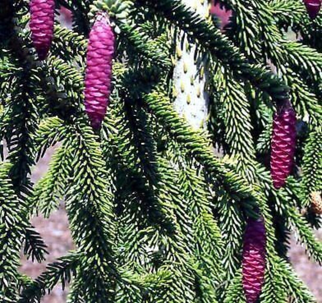 Oriental Weeping Spruce 3 - Year Graft - Etsy