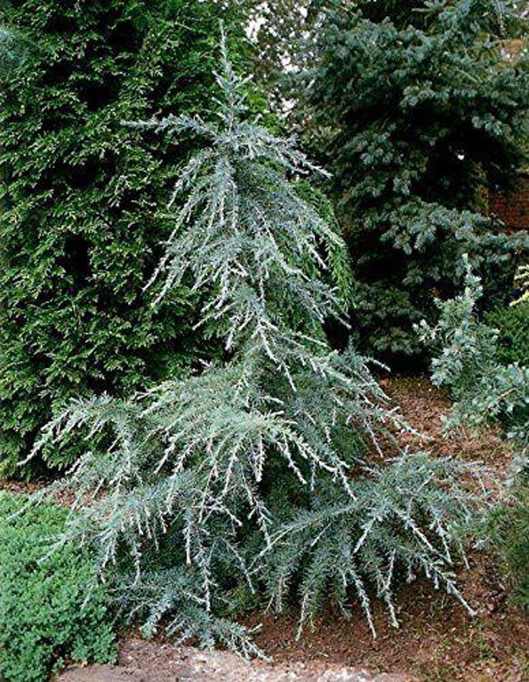 Karl Fuchs Deodar Cedar 3 - Year Live Tree - Etsy