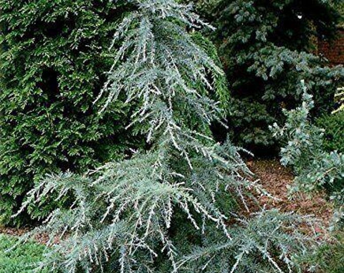 Karl Fuchs Deodar Cedar 3 - Year Live Tree - Etsy