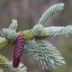 Weeping ENGELMANN Spruce - Picea Engelmannii 'bushes Lace' 2 Year Live ...