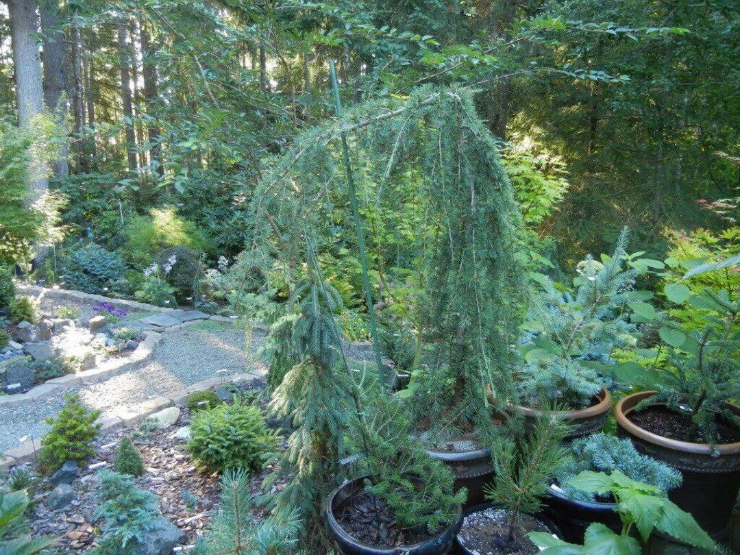 Weeping Deodar Cedar - Cedrus Deodora 'girard Weeping' - 1 - Year Live ...