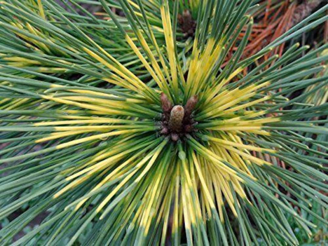 Dragon Eye Japanese Black Pine -pinus Thunbergii 'shirome Janome' 3 ...