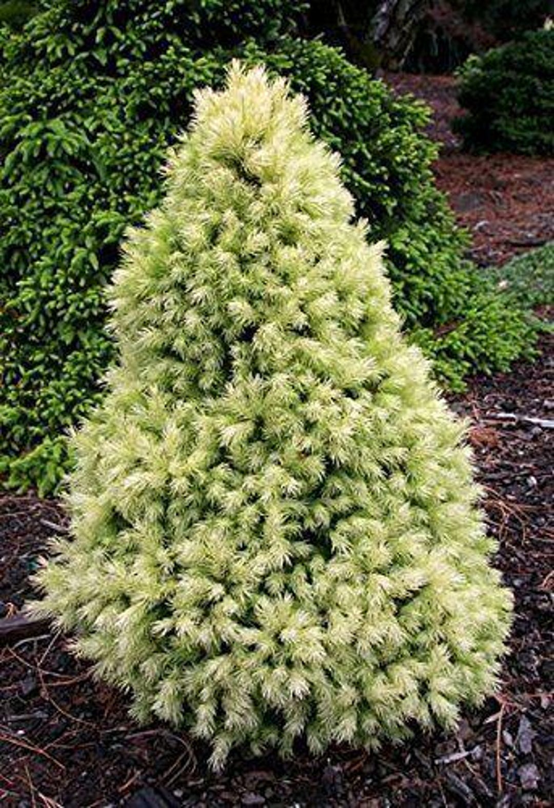Daisy White Spruce 1 - Year Live Plant - Etsy