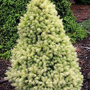 Daisy White Spruce 1 - Year Live Plant - Etsy