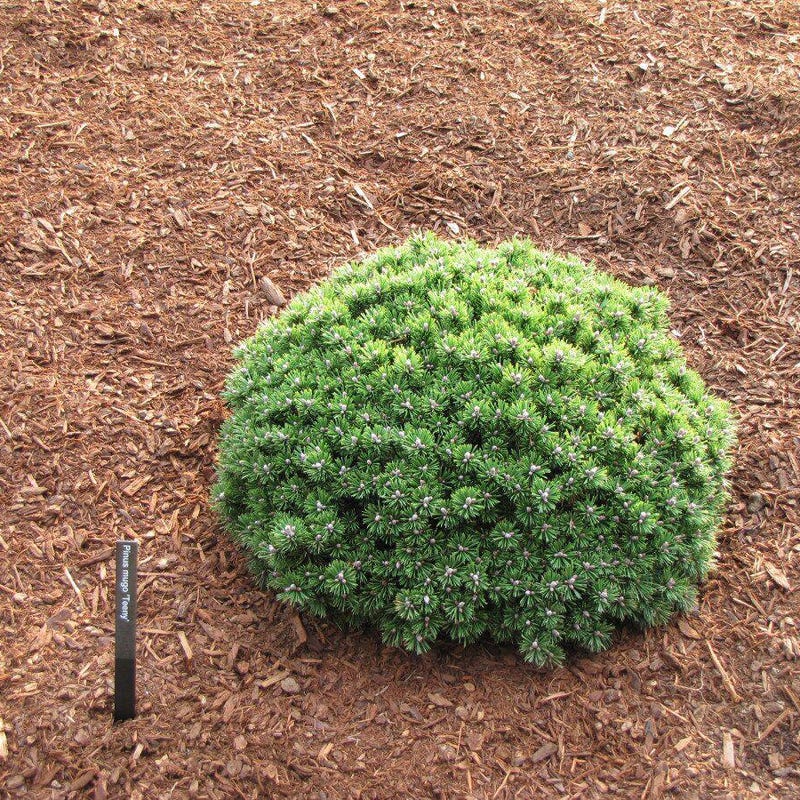 Mugo Pine - Etsy