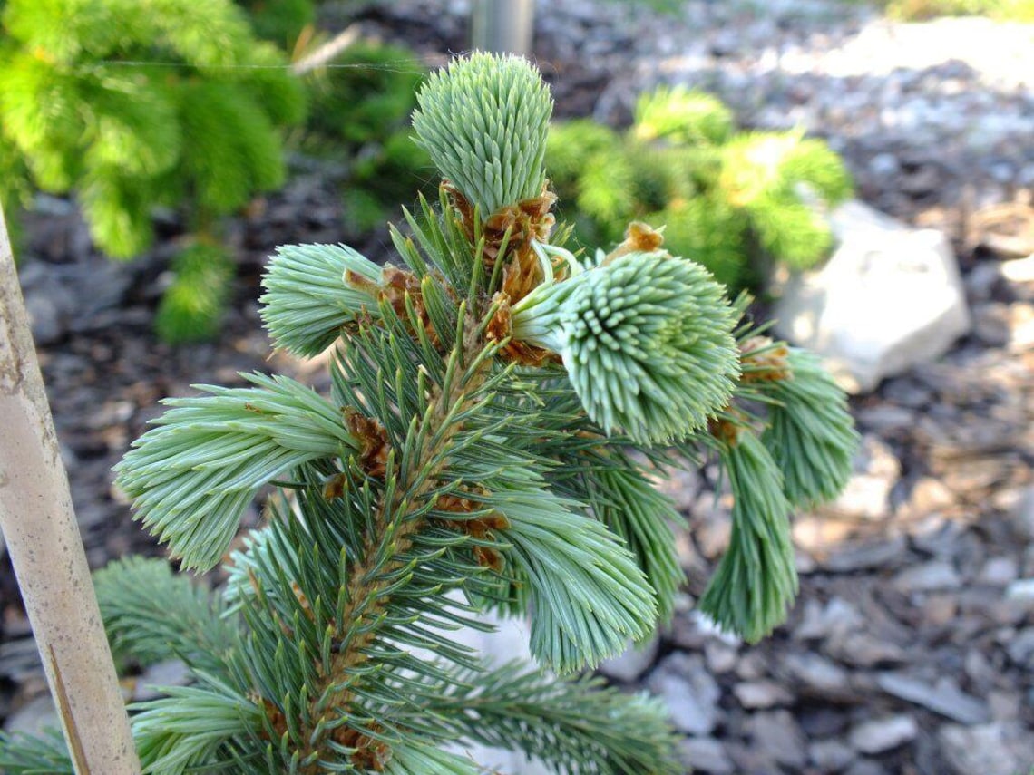 Weeping ENGELMANN Spruce Picea Engelmannii 'bushes Lace' Live Plant - Etsy