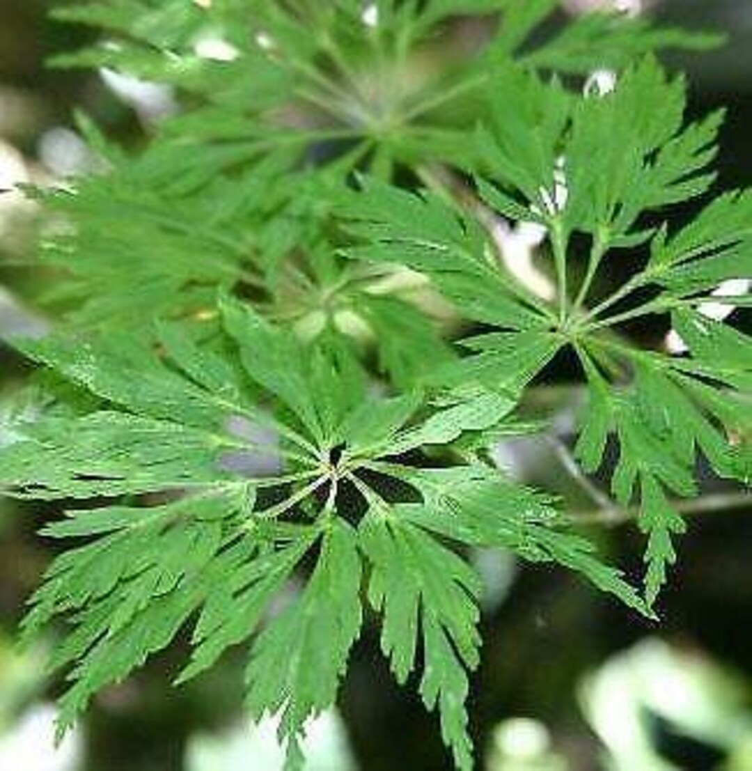Oregon Fern Japanese Maple 2 - Year Graft - Etsy