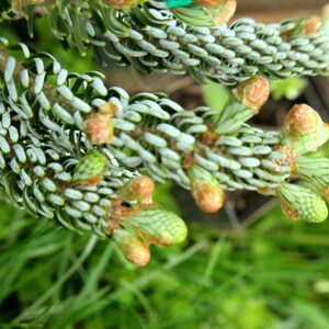 Silverlock Korean Fir -like a Flocked Christmas Tree 2 Year Live Plant ...