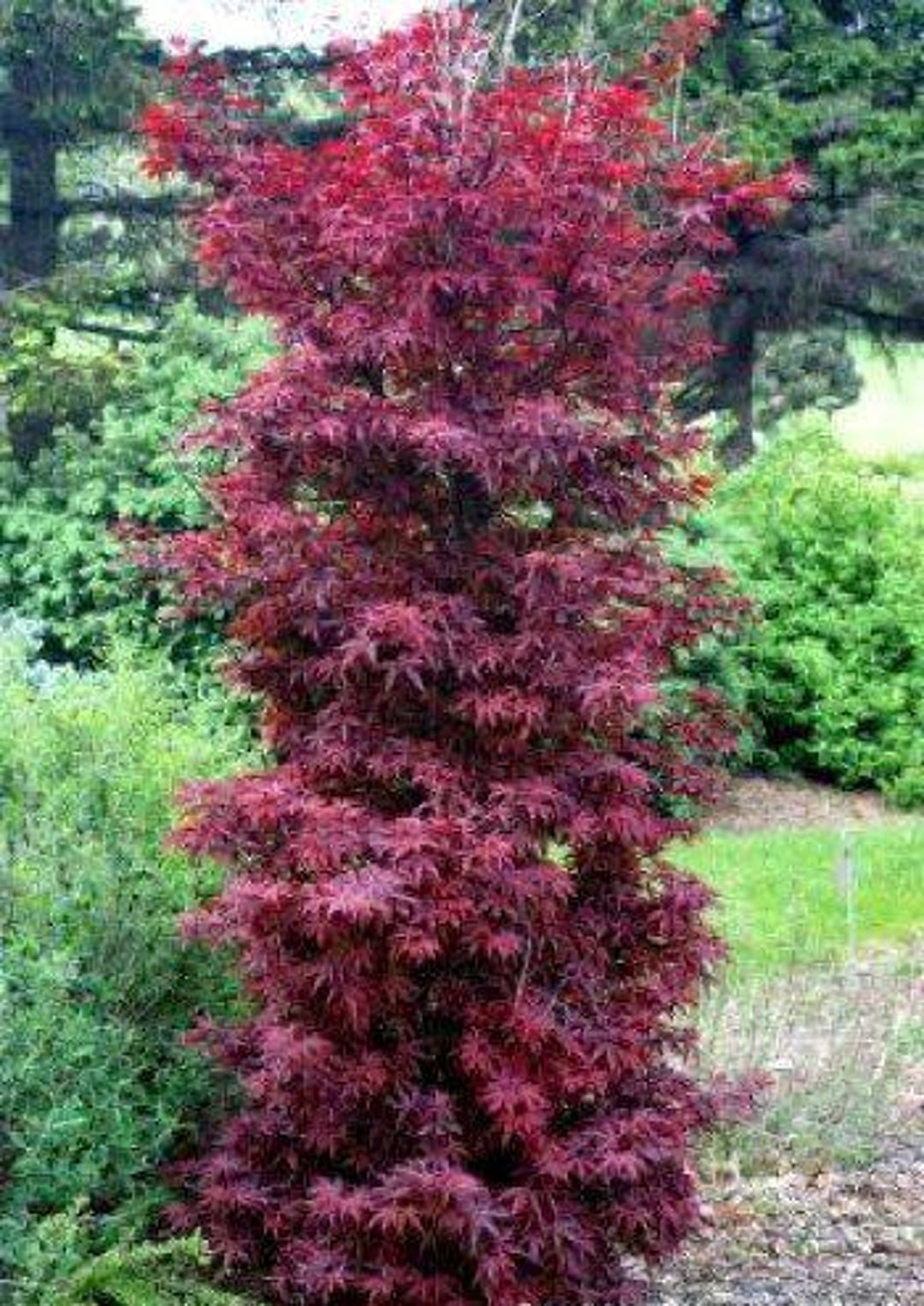 Twombleys Red Sentinel Japanese Maple 2 - Year Live Tree - Etsy