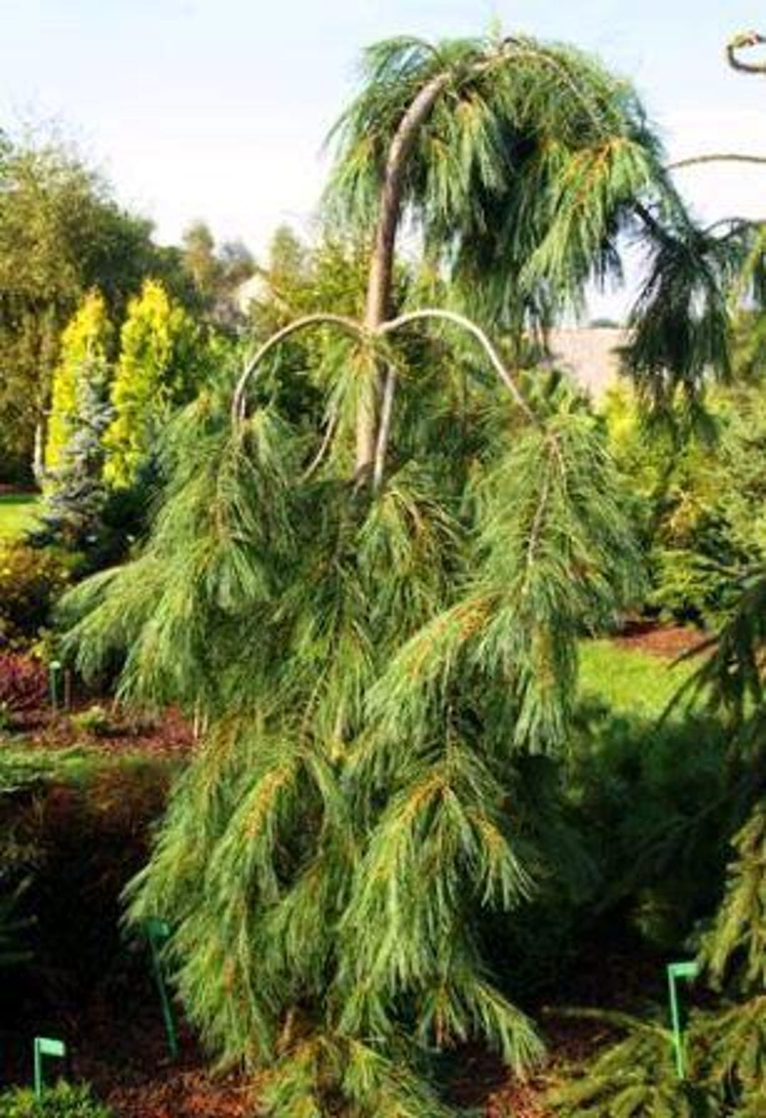 Weeping White Pine - Pinus Strobus 'pendula' - 4 - Year Tree - Etsy