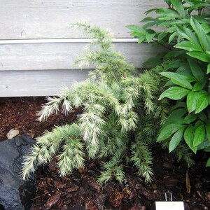Silver Mist Deodar Cedar - Cedrus Deodora 'silver Mist' - 3 Year Tree ...