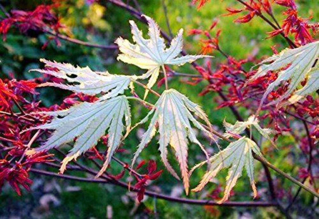 Ghost Dancer Japanese Maple 2 - Year Graft - Etsy