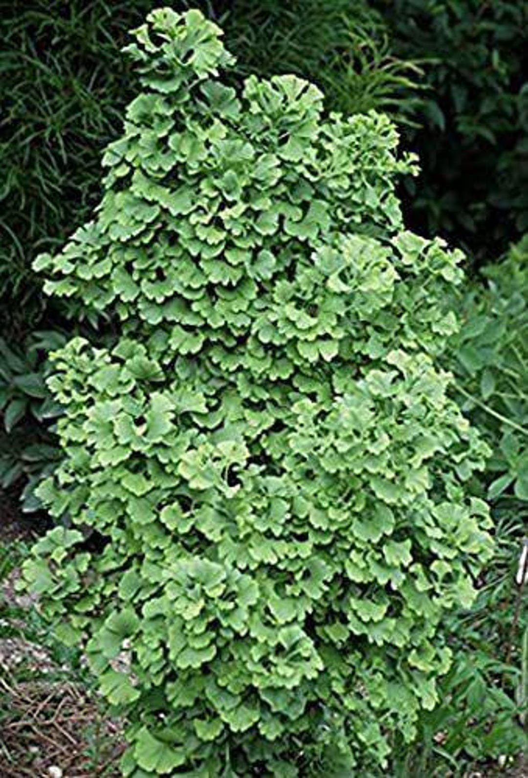 Dwarf Ginkgo Tree - Ginkgo Biloba ‘spring Grove’ - 1 - Year Plant - Etsy