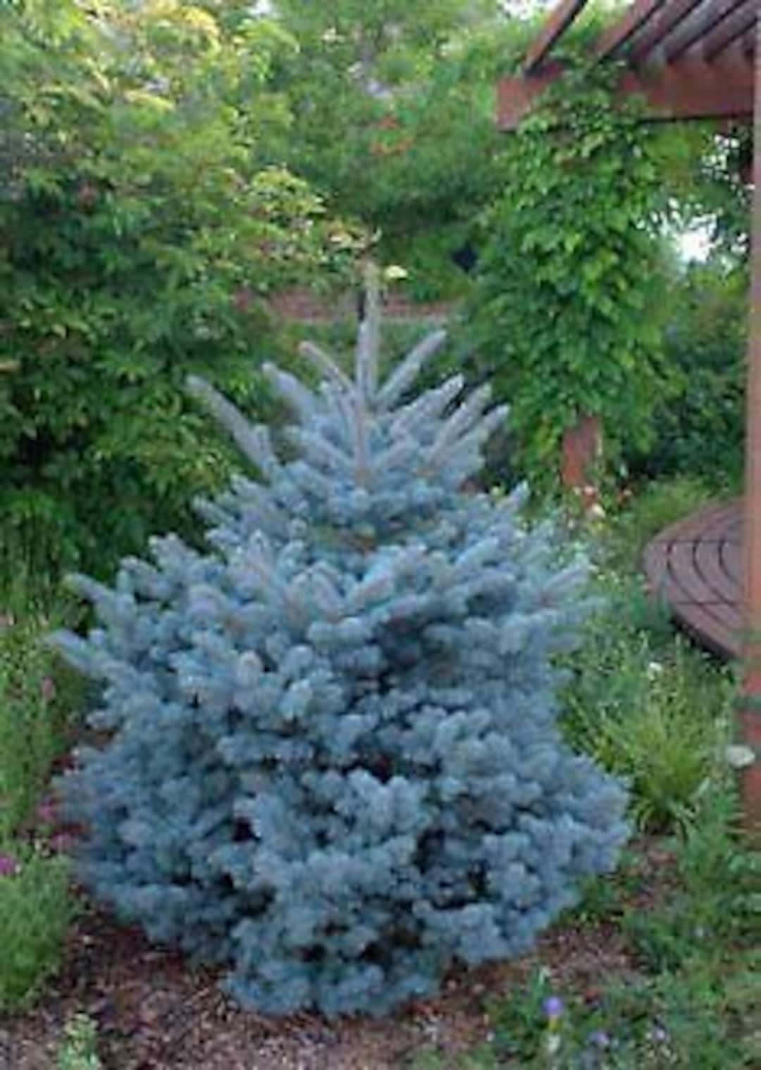 Montgomery Dwarf Colorado Blue Spruce - Grows Only 4 Feet Tall - 1 Year ...