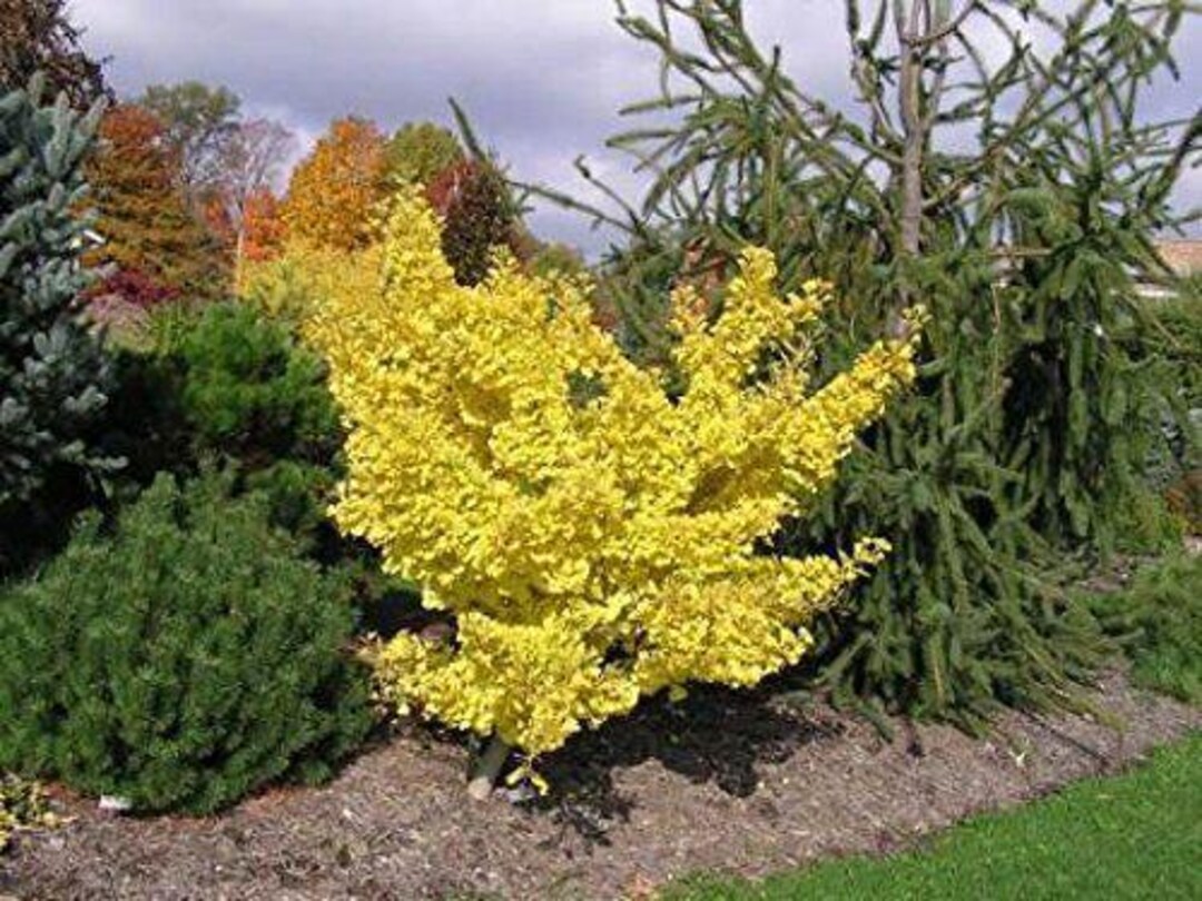 Dwarf Ginkgo Tree - Ginkgo Biloba ‘todd's Dwarf’ - 1 - Year Plant - Etsy