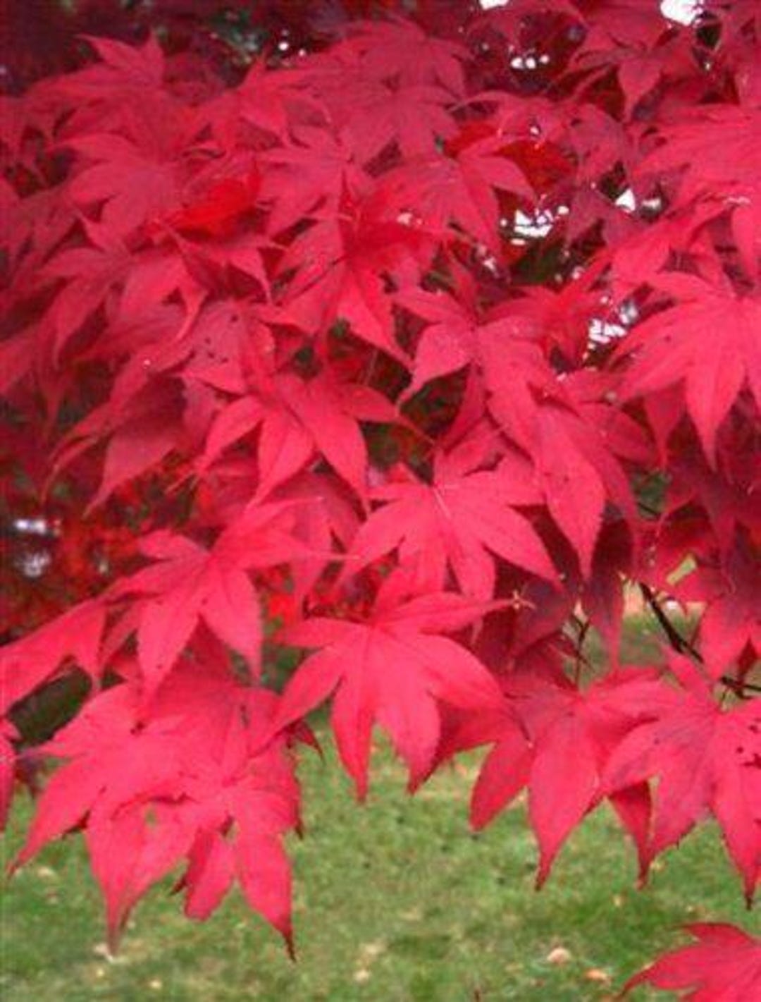 Red Saber Japanese Maple 1 - Year Graft - Etsy