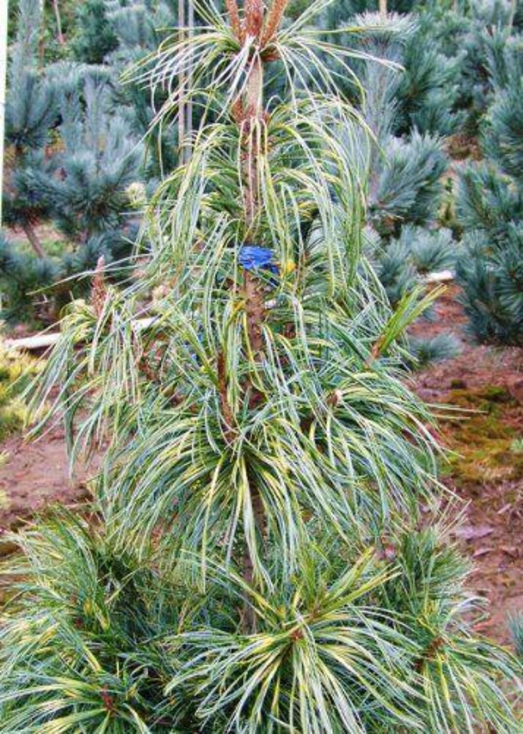 Dragon Eye Korean Pine 3 Year Graft - Etsy
