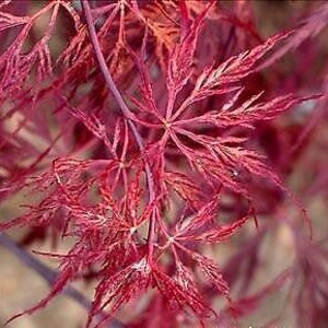 Red Dragon Weeping Japanese Maple - 3 Year Live Plant - Etsy