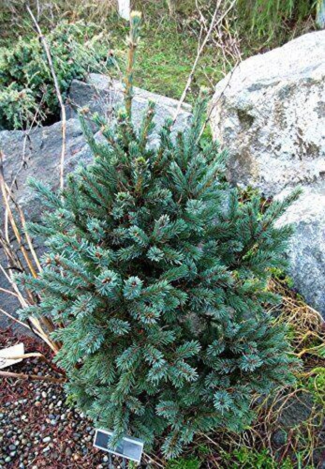 Dwarf Black Spruce - Picea Mariana 'blue Teardrop' 2 Year Plant - Etsy