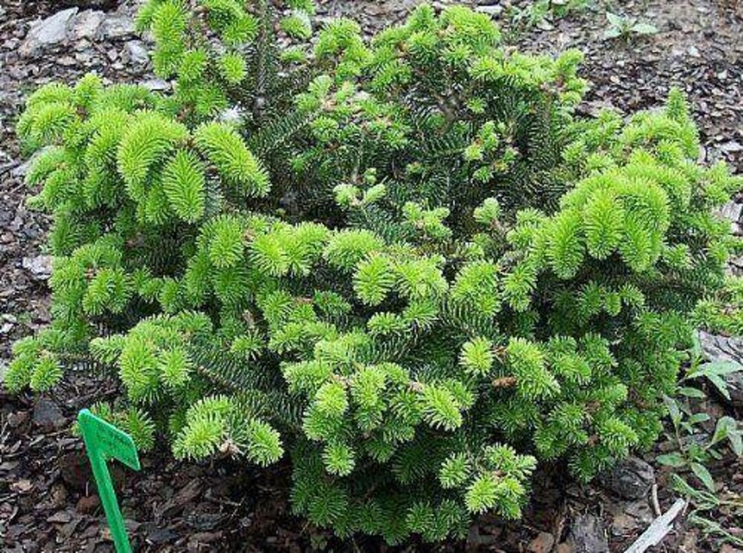 Dwarf Greek Fir Meyers Dwarf 2 - Year Tree - Etsy