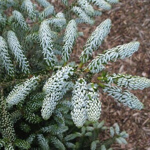 Silverlock Korean Fir -like a Flocked Christmas Tree 2 Year Live Plant ...