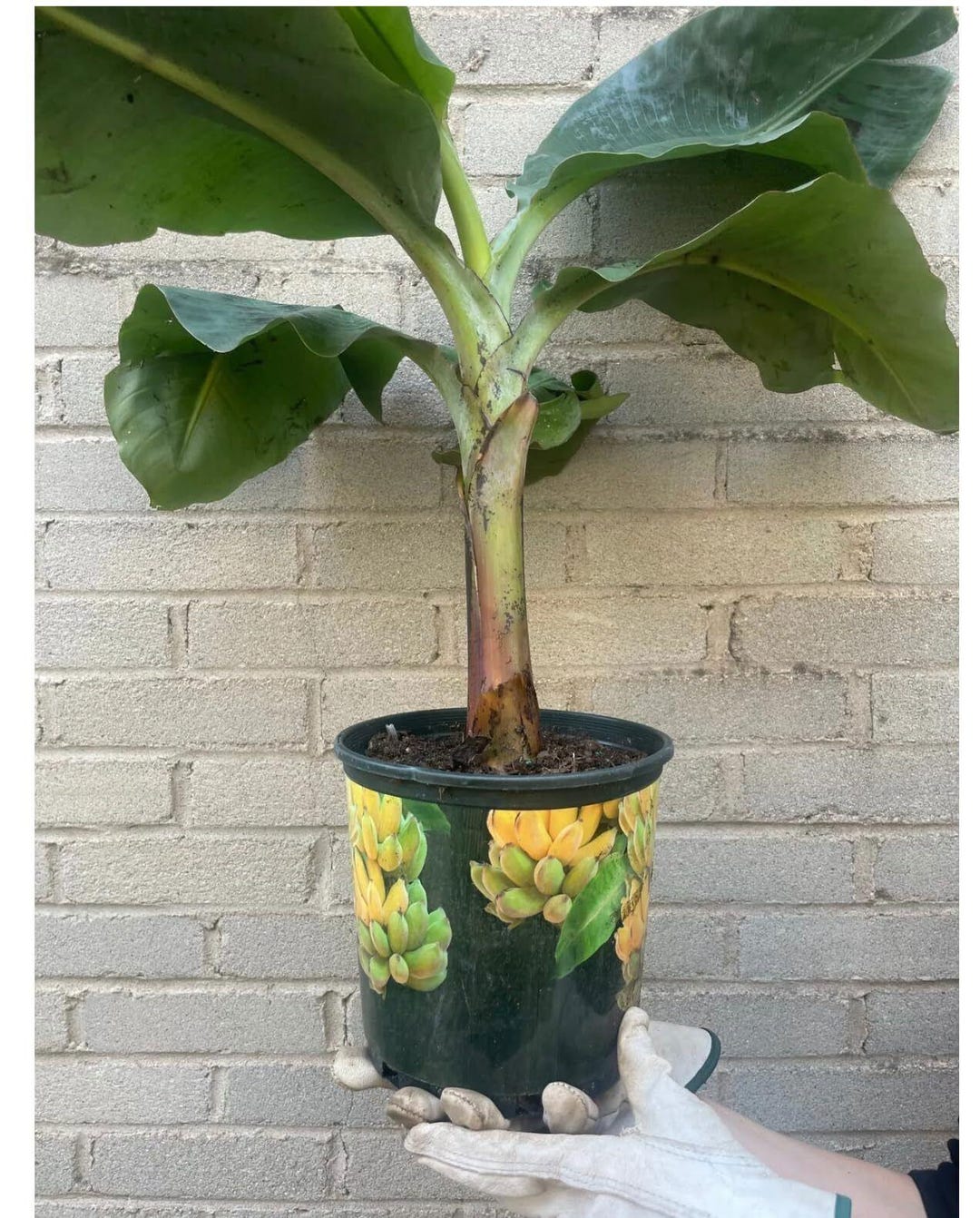 Musa Truly Tiny Banana Plant Fruit Tree - 1 Gallon Live Dwarf Mini ...