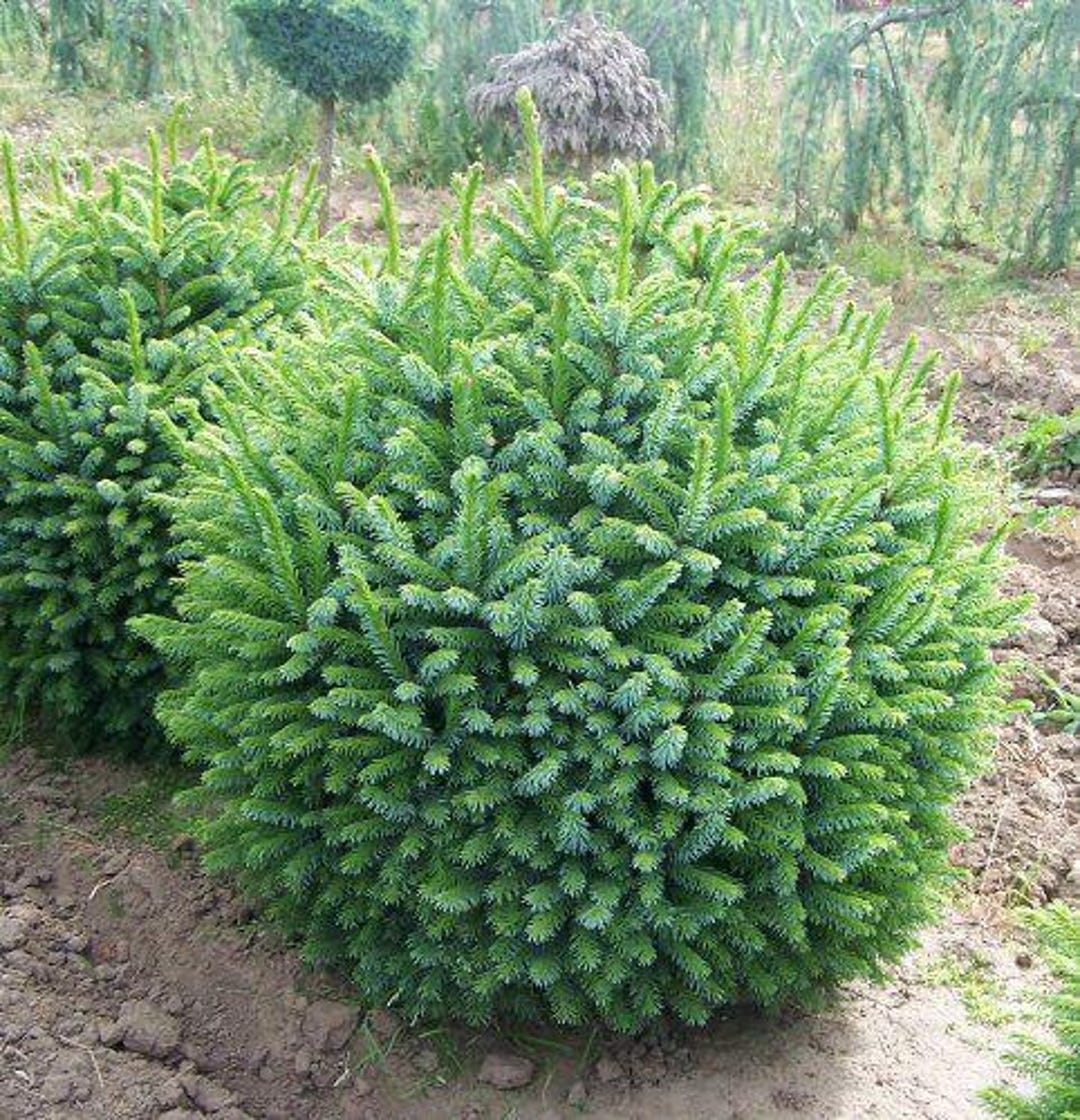 Dwarf Serbian Spruce 3 - Year Graft - Etsy