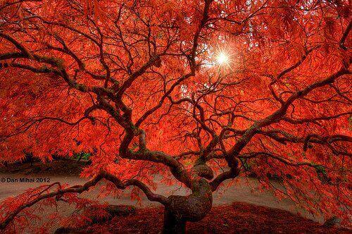 Red Dragon Weeping Japanese Maple 3 Year Live Plant - Etsy