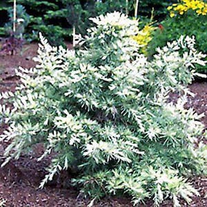 Silver Mist Deodar Cedar - Cedrus Deodora 'silver Mist' - 3 Year Tree ...