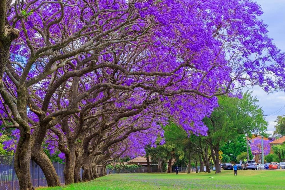 Purple Jacaranda (jacaranda Mimosifolia) Live, Rooted Seedlings - 2 ...