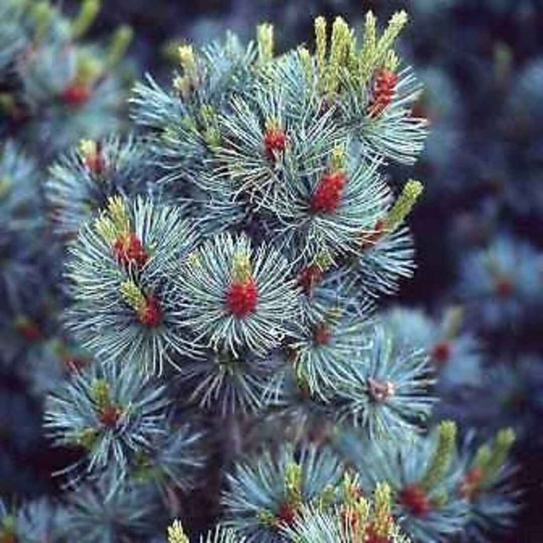 Blue Japanese White Pine 2 - Year Live Plant - Etsy