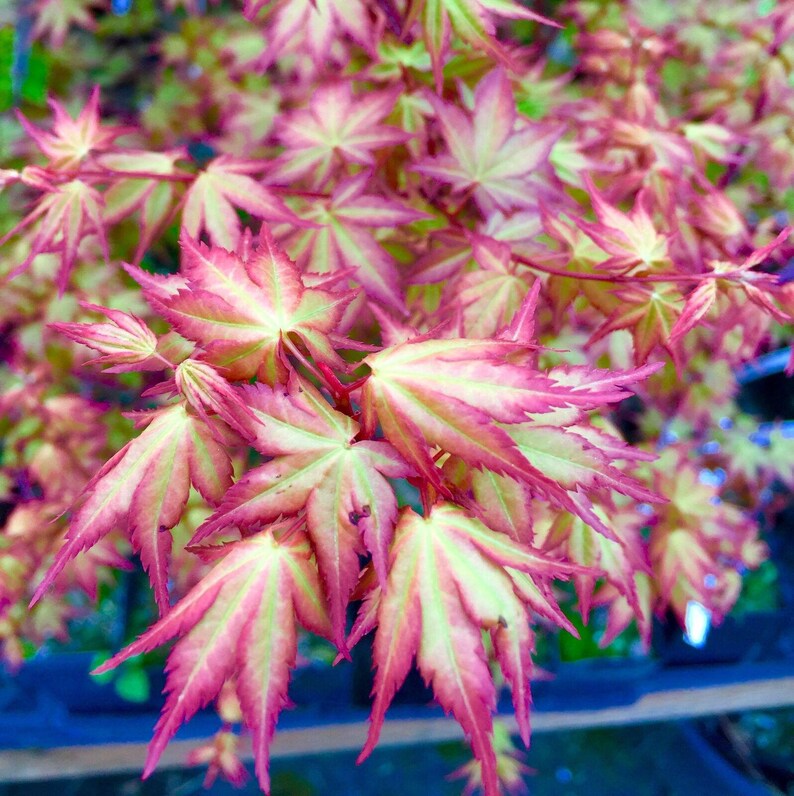 Ryumon Nishiki Japanese Maple 3 Year Live Plant - Etsy