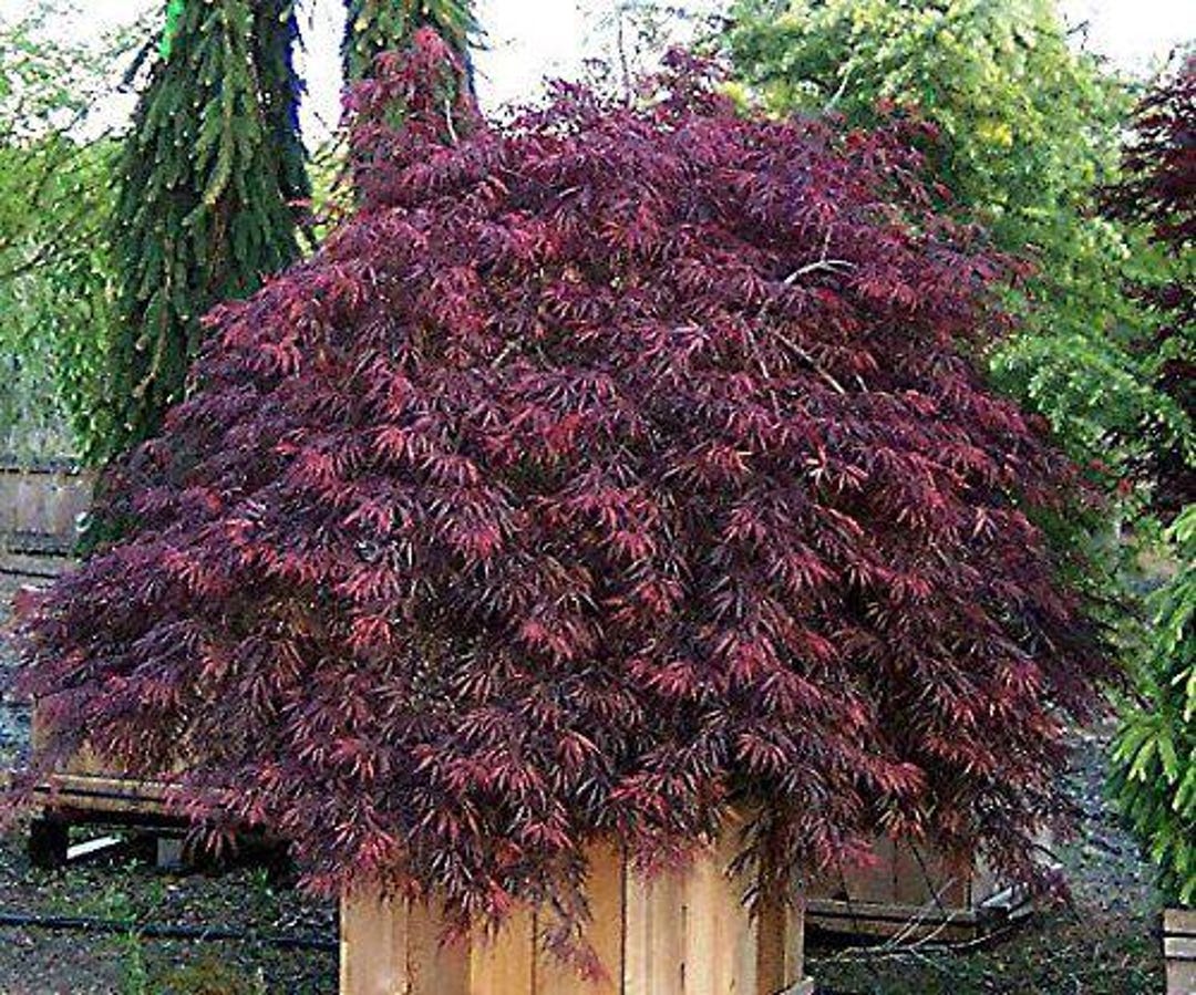 Red Weeping Lace Leaf Japanese Maple - Inaba Shidare- 2 Year Live Plant ...