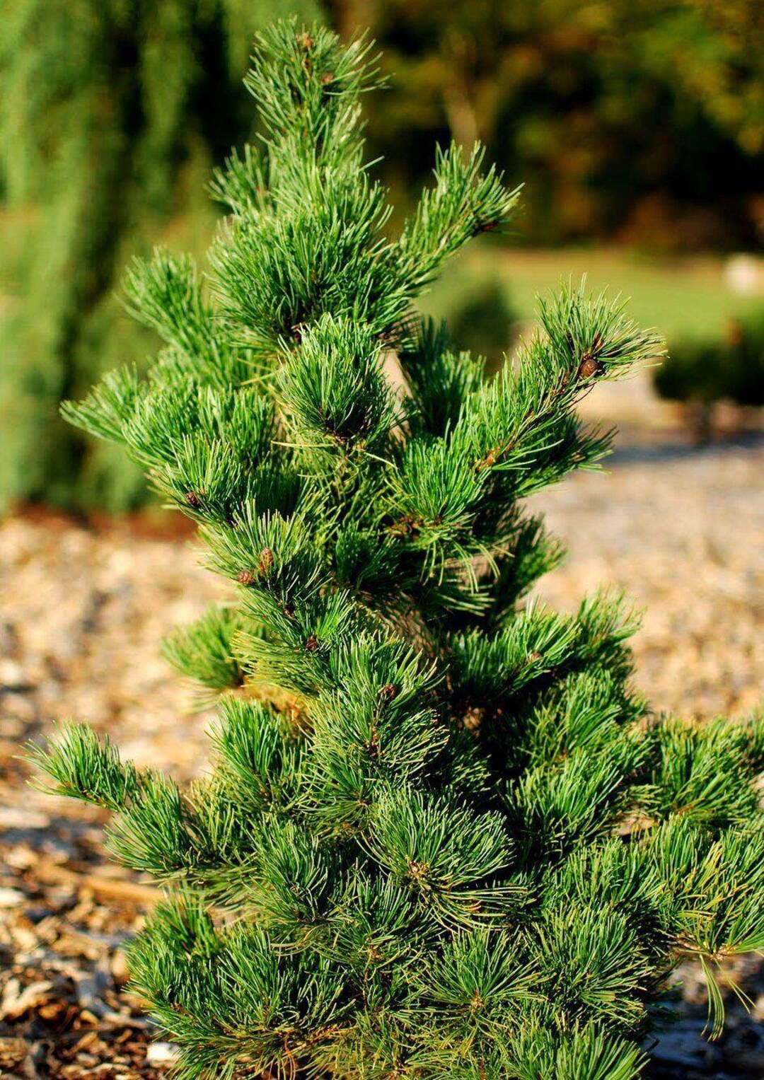 Cork BARK Pine - Rough WARTY BARK - Pinus Parviflora Arakawa - 2 - Year ...