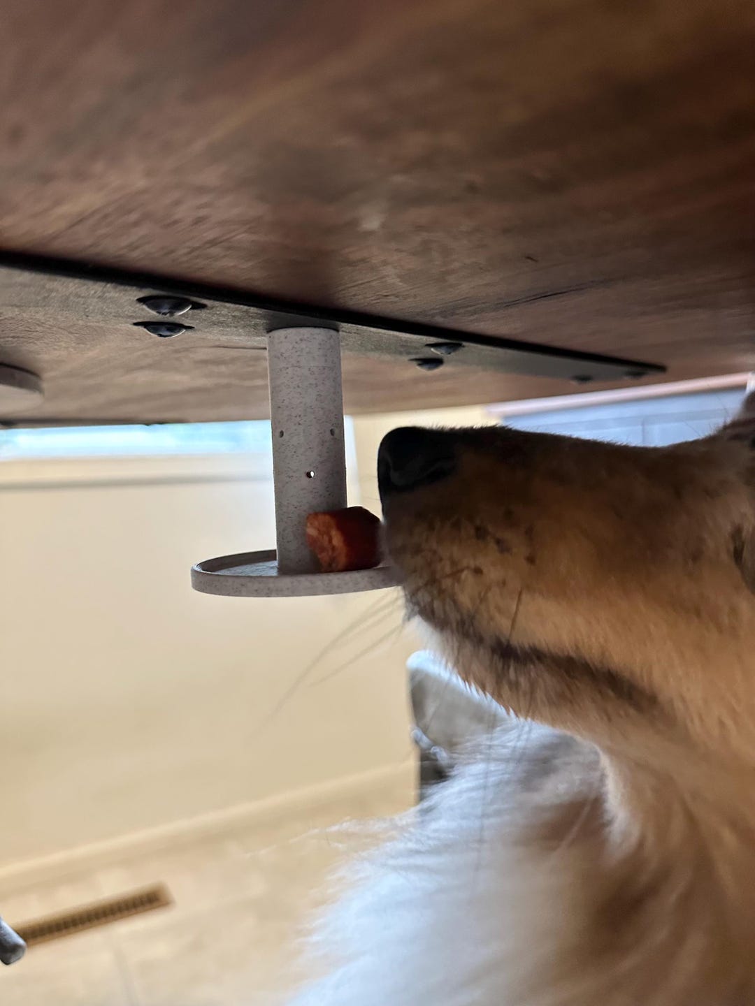Magnetic K9 Scent Detection Hide: Under-table Nosework Training - Etsy