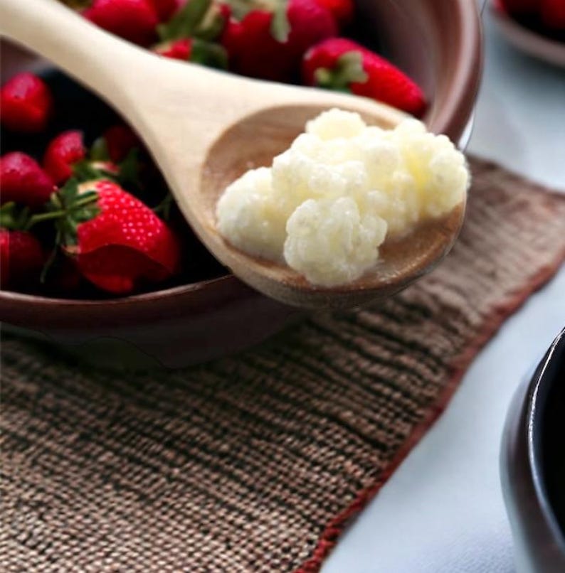 Active Kefir Starter Grains: Homemade Milk Kefir Culture - Etsy