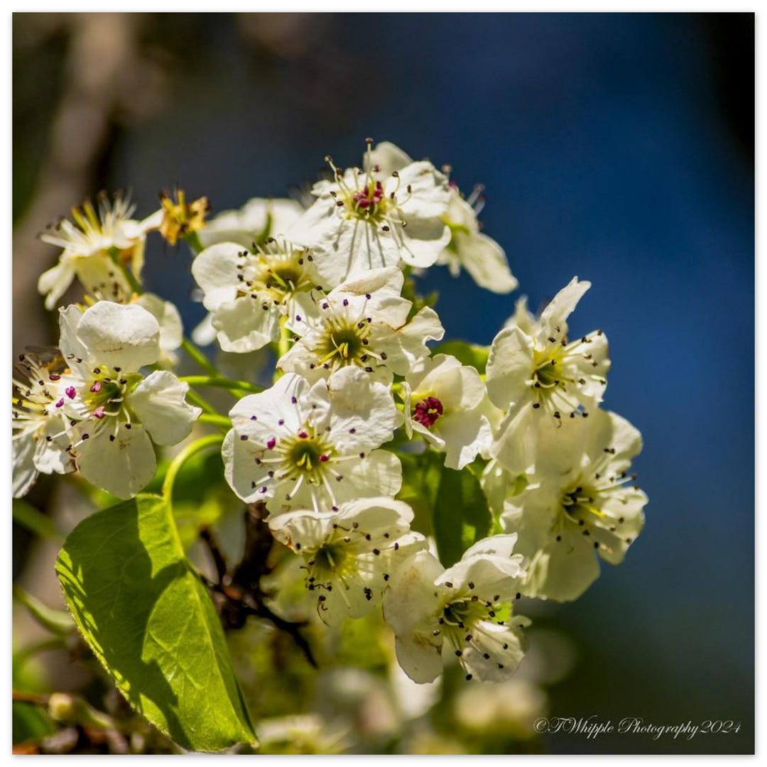 Blooming Cherry Tree Poster - Stunning Macro Photography - Semi-glossy ...