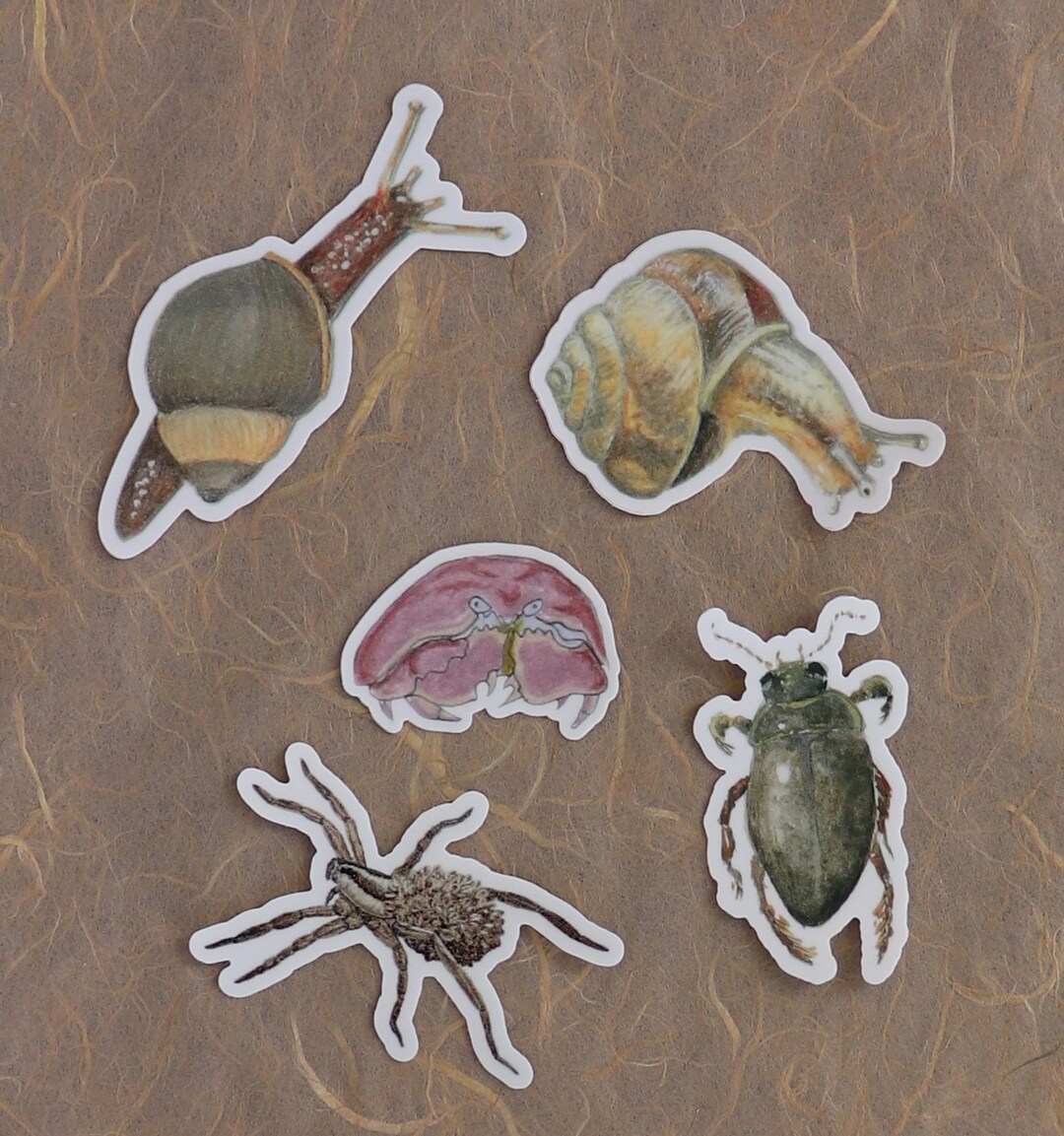 Invertebrate Stickers--laptop or Water Bottle - Etsy